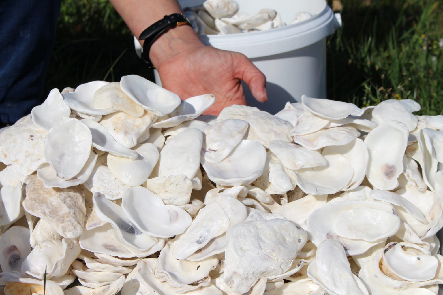 Natural ingredients Oyster Shell Powder | Perlucine natural cosmetics